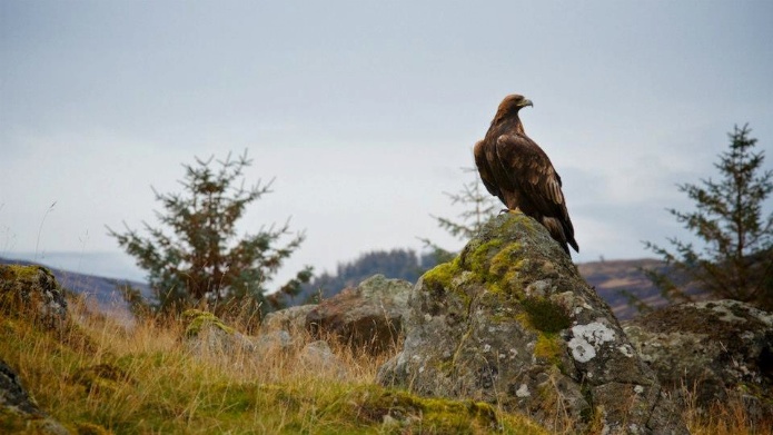 Scotland's Wildlife - Top 5 : Wilderness Scotland - Award Winning ...