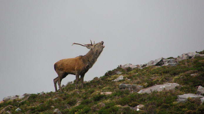 Scotland's Wildlife - Top 5 : Wilderness Scotland - Award Winning ...