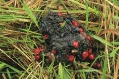 Scotland's winter wildlife