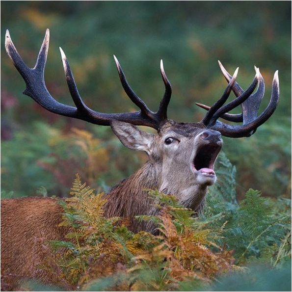 Scotland's Winter Wildlife : Wilderness Scotland