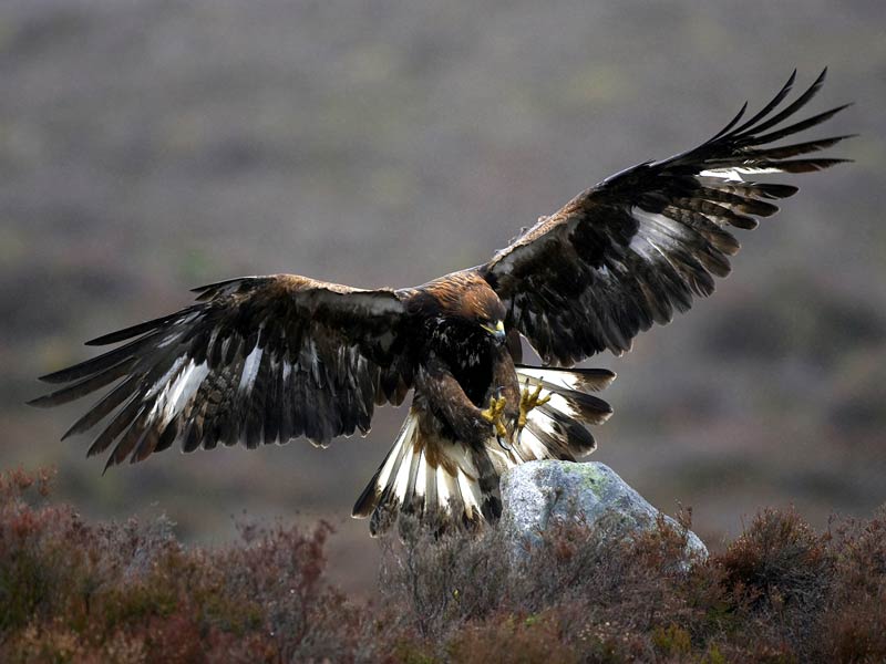 Wildlife Adventure - Scotland's Big 5 : Wilderness Scotland