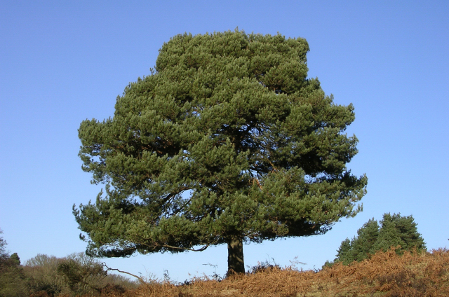 Folklore of Scotland's Trees; Myths and Medicines - Wilderness Scotland
