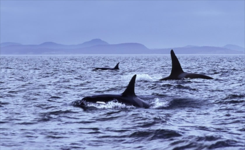 How to spot Killer Whales (Orcas) in Scotland - Wilderness Scotland