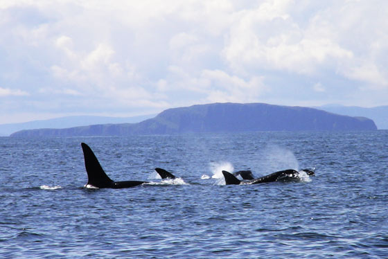 How to spot Killer Whales (Orcas) in Scotland - Wilderness Scotland