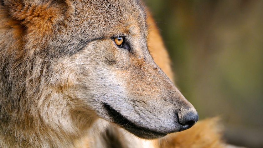 The Wolfpack and I: An insight into nature's role for the Wolf