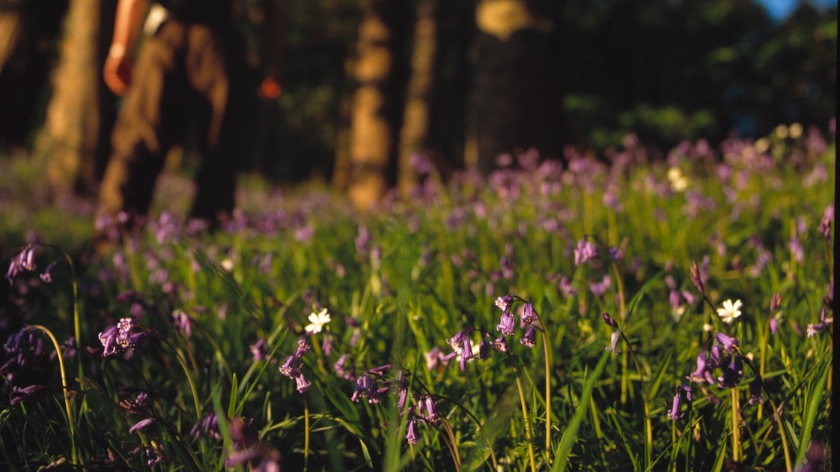Folklore of Scotland's Plantlife: Scottish Medicinal Plants ...
