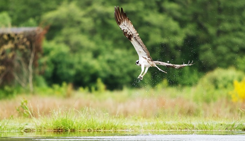 Scottish Wildlife: The Mighty Osprey