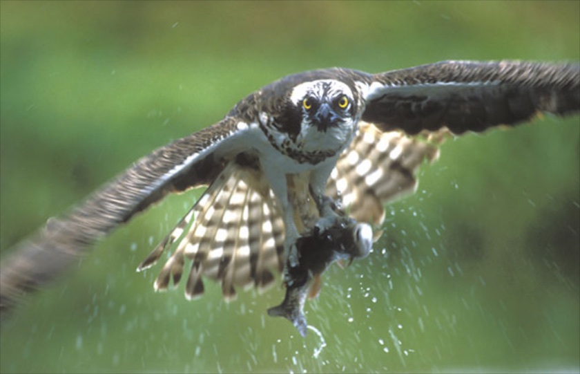 Scottish Wildlife: The Mighty Osprey