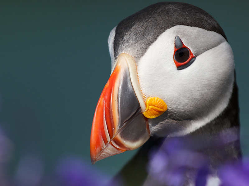 Top Scottish Autumn Wildlife: Creatures to look out for in the ...