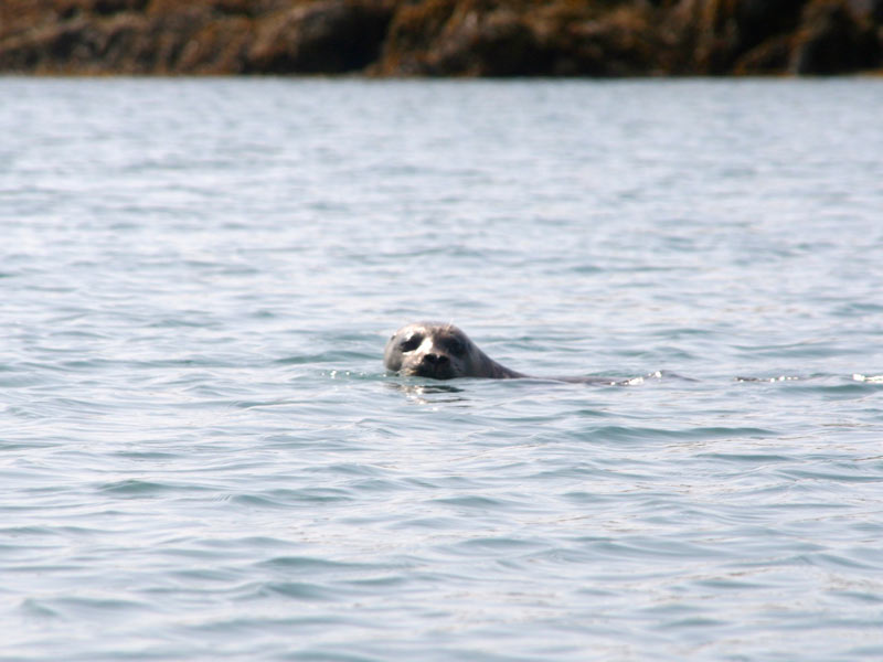 Kayaking in Scotland - Beginner Adventure - Wilderness Scotland