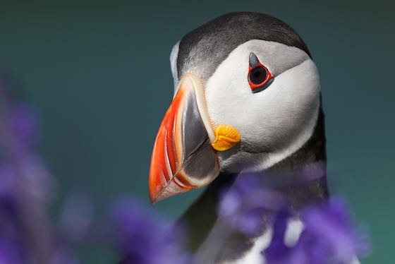 On a Wing and a Prayer: The UK's Most Endangered Birds - Wilderness ...