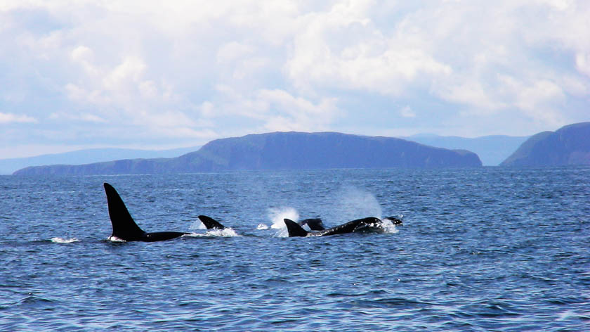 Orkney Wildlife - Learn what to look for and where: Wilderness Scotland