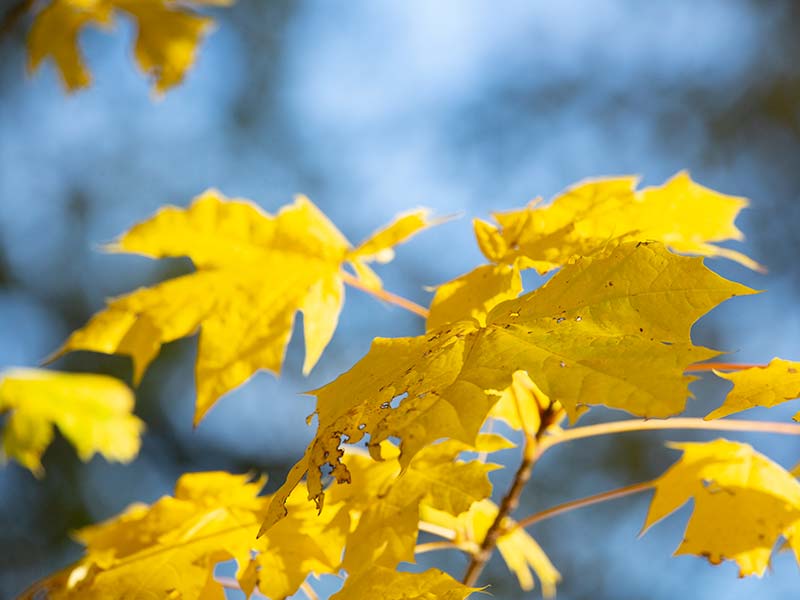 Autumn Walking Holiday: Highlands of Scotland - Wilderness Scotland