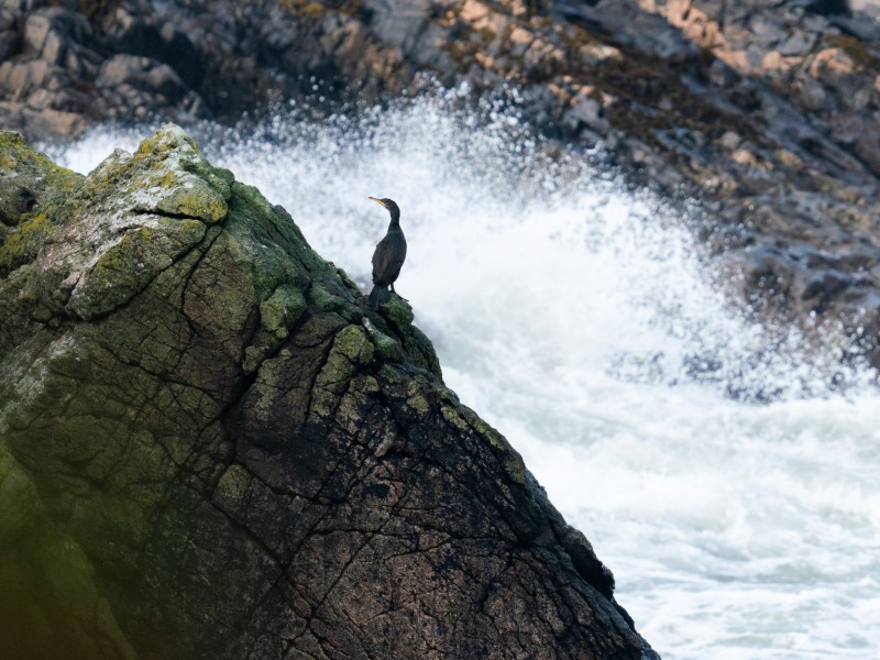 Wildlife Watching on Mull - Wilderness Scotland