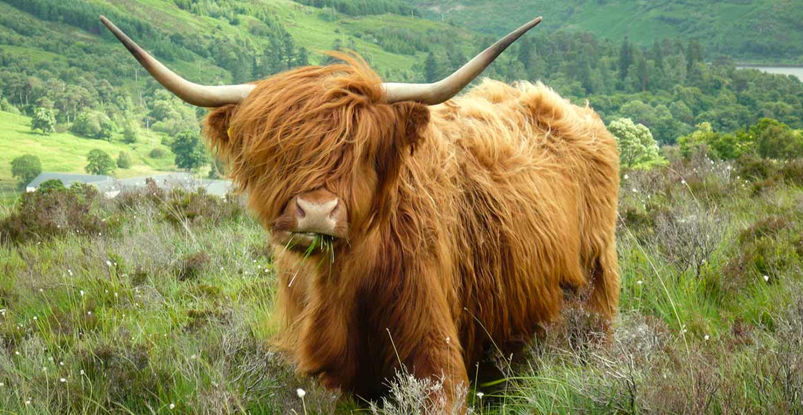 A Look at Scots Language - Wilderness Scotland