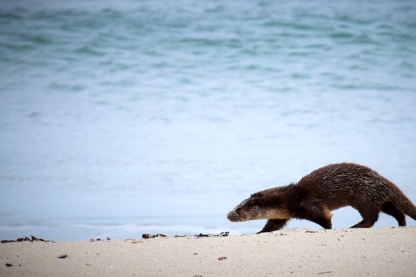 Wildlife Watching on Mull - Wilderness Scotland