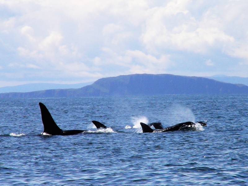 Wildlife Watching on Mull - Wilderness Scotland