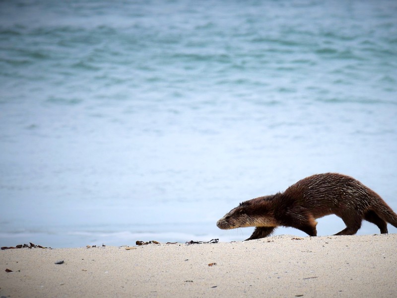 Wildlife Watching on Mull - Wilderness Scotland