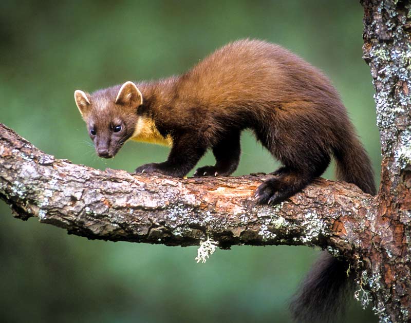 Why Visit Scotland in June? | Wilderness Scotland