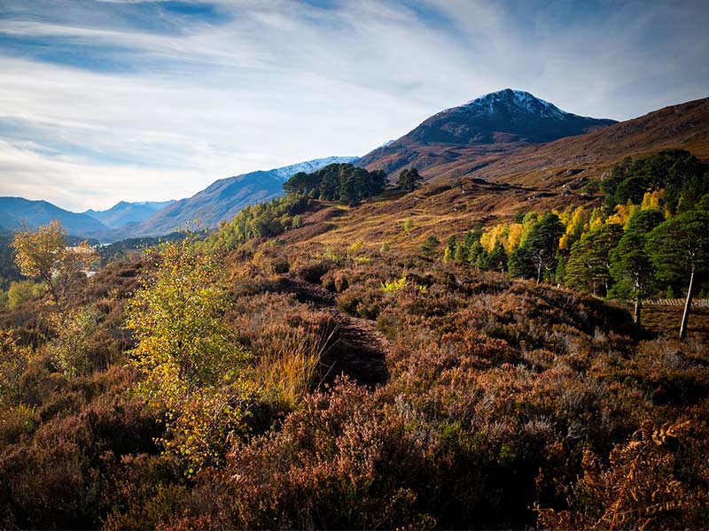 Rewilding in Scotland - Wilderness Scotland