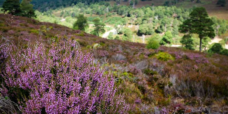 Rewilding in Scotland - Wilderness Scotland