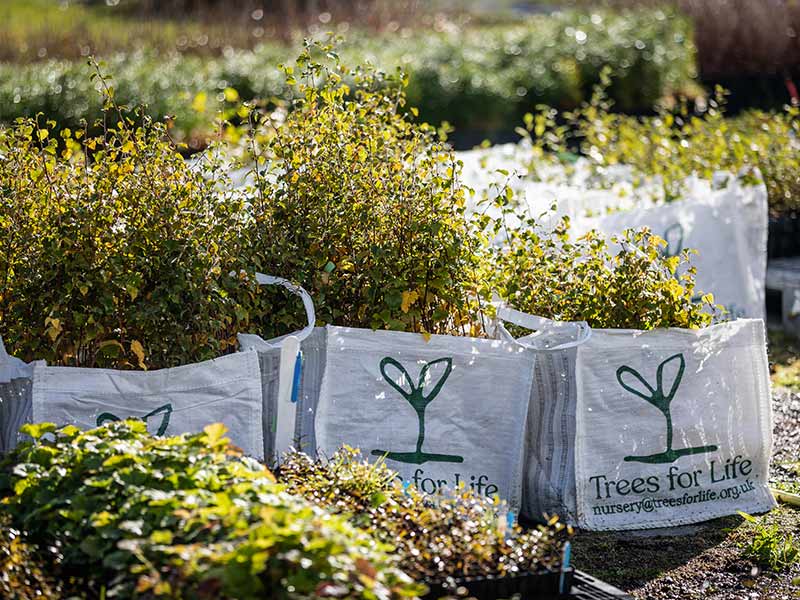 Rewilding in Scotland - Wilderness Scotland