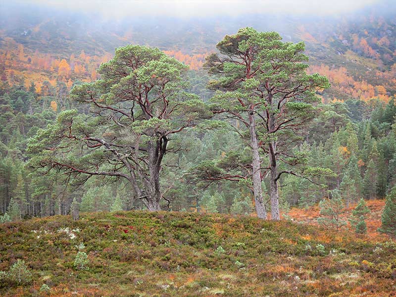 Why Visit Scotland in November? - Wilderness Scotland