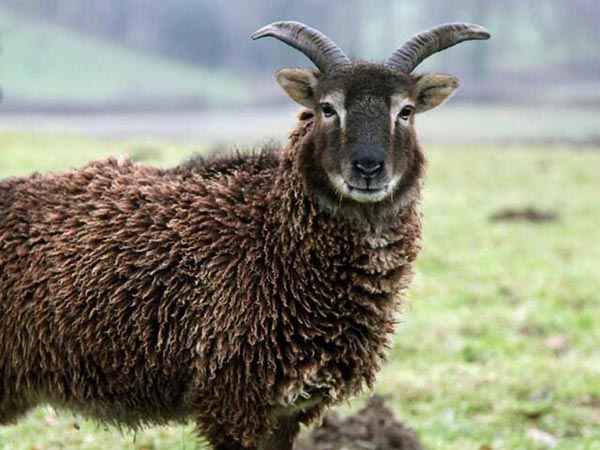 Everything You Need to Know About Scottish Wool & Textiles - Wilderness ...