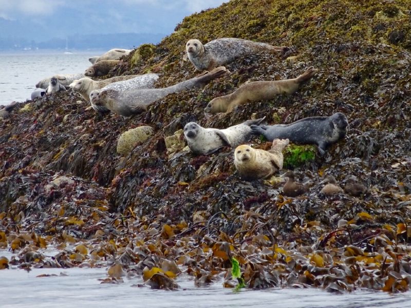 Wildlife Watching on Mull - Wilderness Scotland