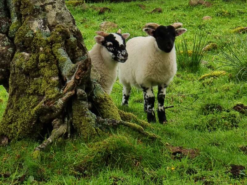 Wildlife Watching on Mull - Wilderness Scotland