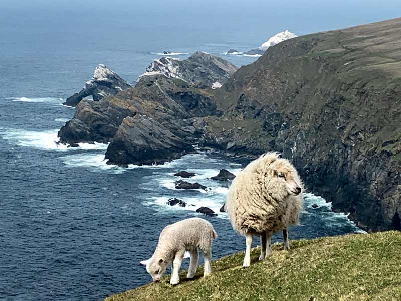 Everything You Need to Know About Scottish Wool & Textiles - Wilderness ...