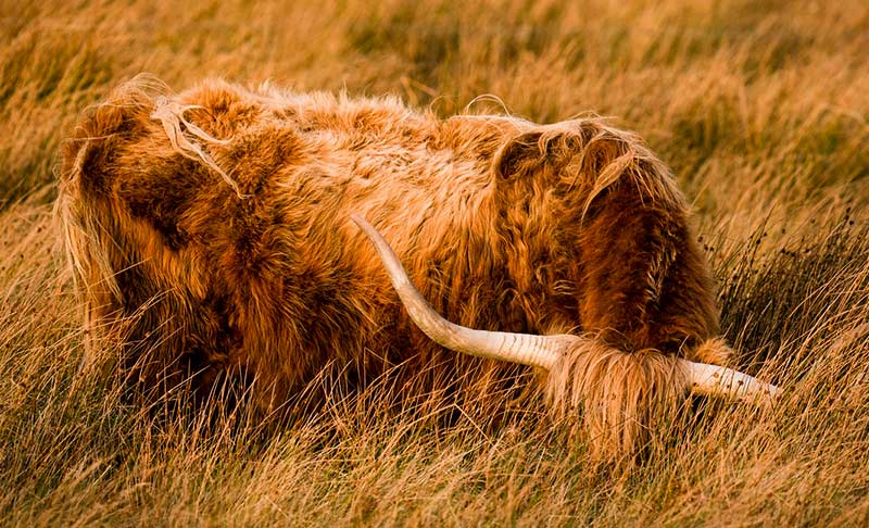 Why Visit Scotland in November? - Wilderness Scotland