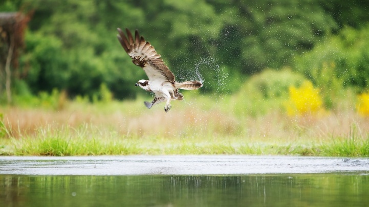 Scottish Wildlife: The Mighty Osprey