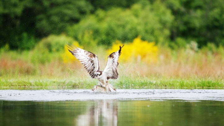 Scottish Wildlife: The Mighty Osprey
