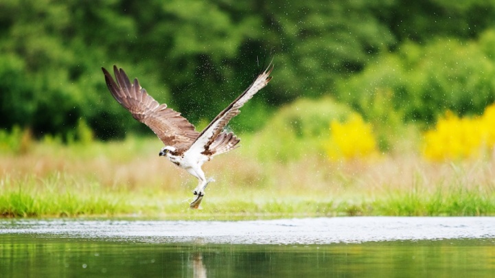 Scottish Wildlife: The Mighty Osprey