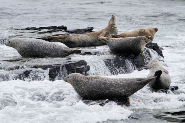 The Orkney Islands: Your Travel Guide - Wilderness Scotland
