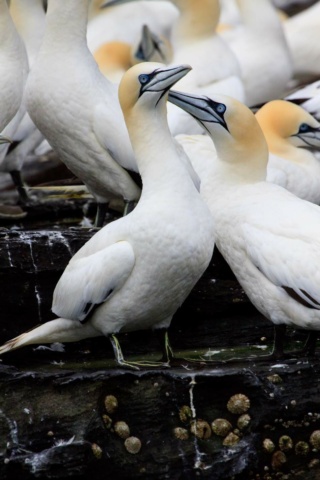 Orkney Wildlife - Learn what to look for and where: Wilderness Scotland