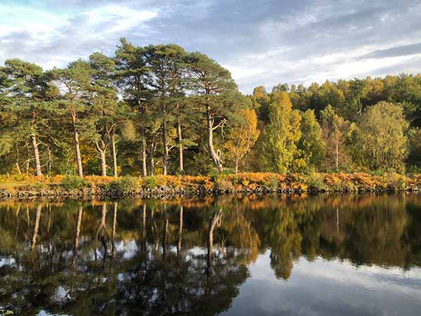 Trees For Life - Wilderness Scotland