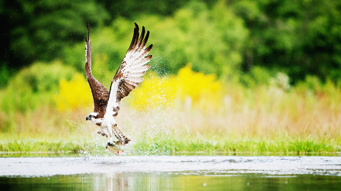 Why You Should Visit Loch Lomond - Wilderness Scotland