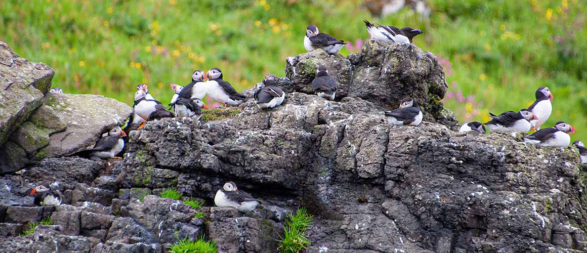 Why Visit Scotland in June? | Wilderness Scotland