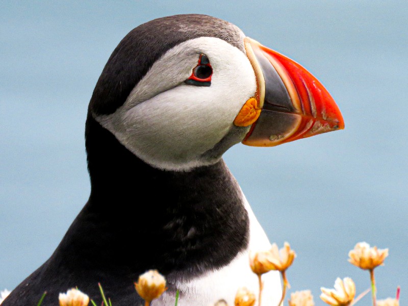 Wildlife Watching on Mull - Wilderness Scotland